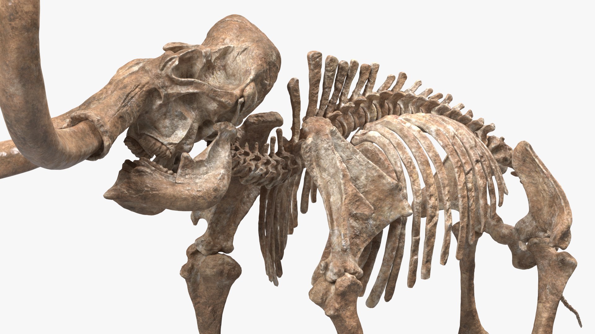 Mammoth Skeleton Old Bones Standing Pose 3D Model - TurboSquid 1800440