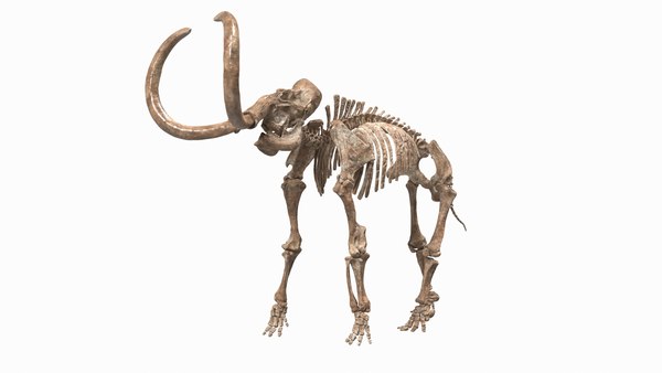 Mammoth Skeleton Old Bones Standing Pose 3D model - TurboSquid 1800440