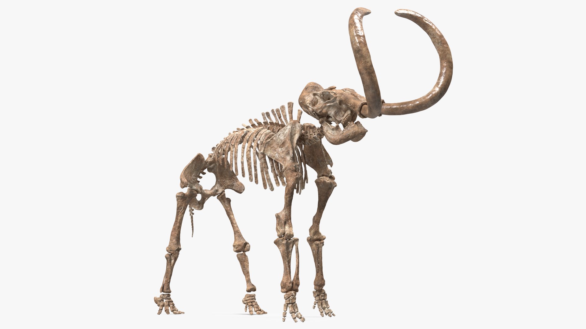 Mammoth Skeleton Old Bones Standing Pose 3D model - TurboSquid 1800440