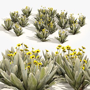 Cosmos Flower 3D Models for Download | TurboSquid