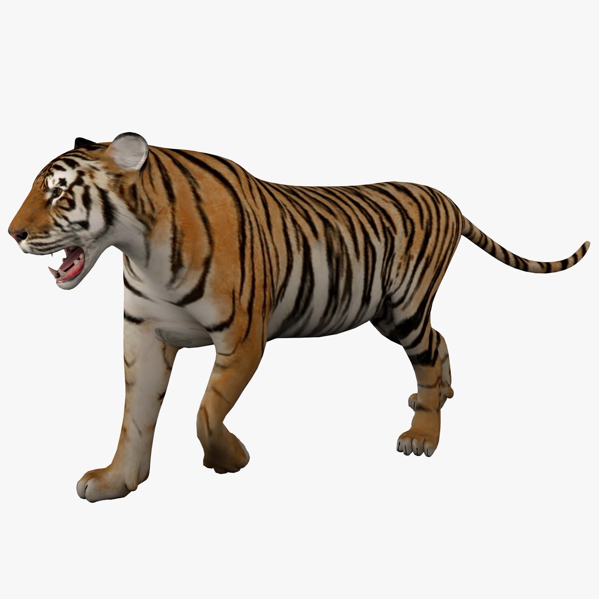 3d tiger 2 pose 1