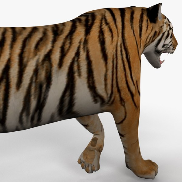 3d tiger 2 pose 1