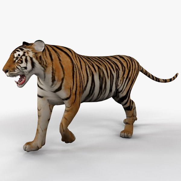 3d tiger 2 pose 1