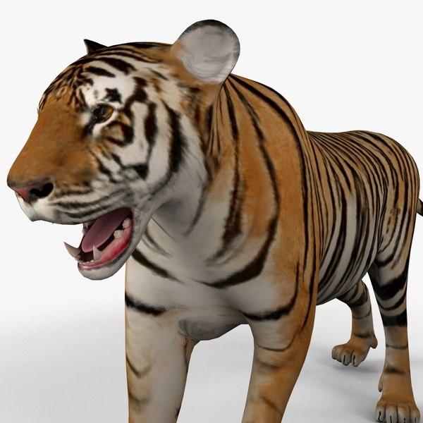 3d tiger 2 pose 1