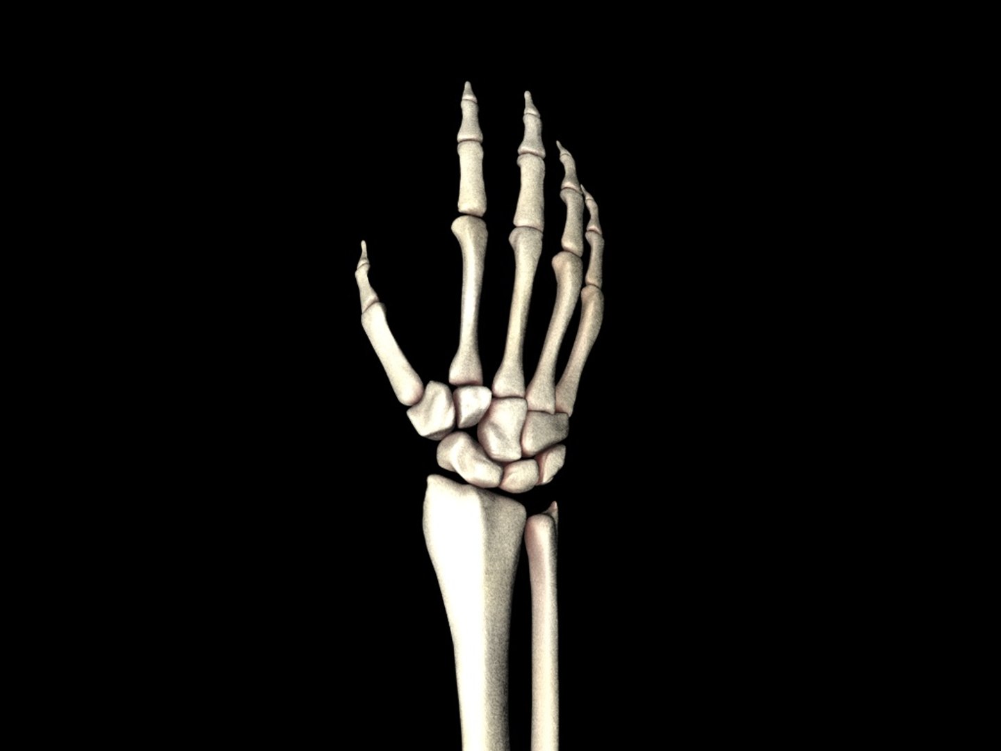 medically accurate hand bones model