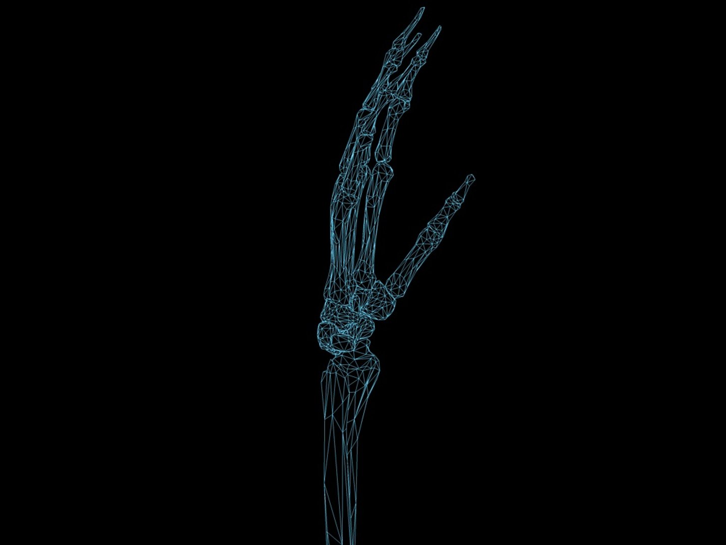 medically accurate hand bones model