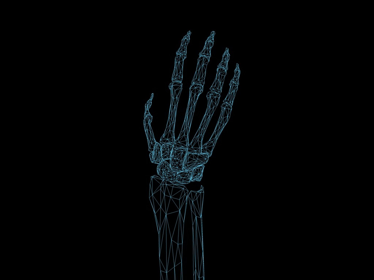 medically accurate hand bones model