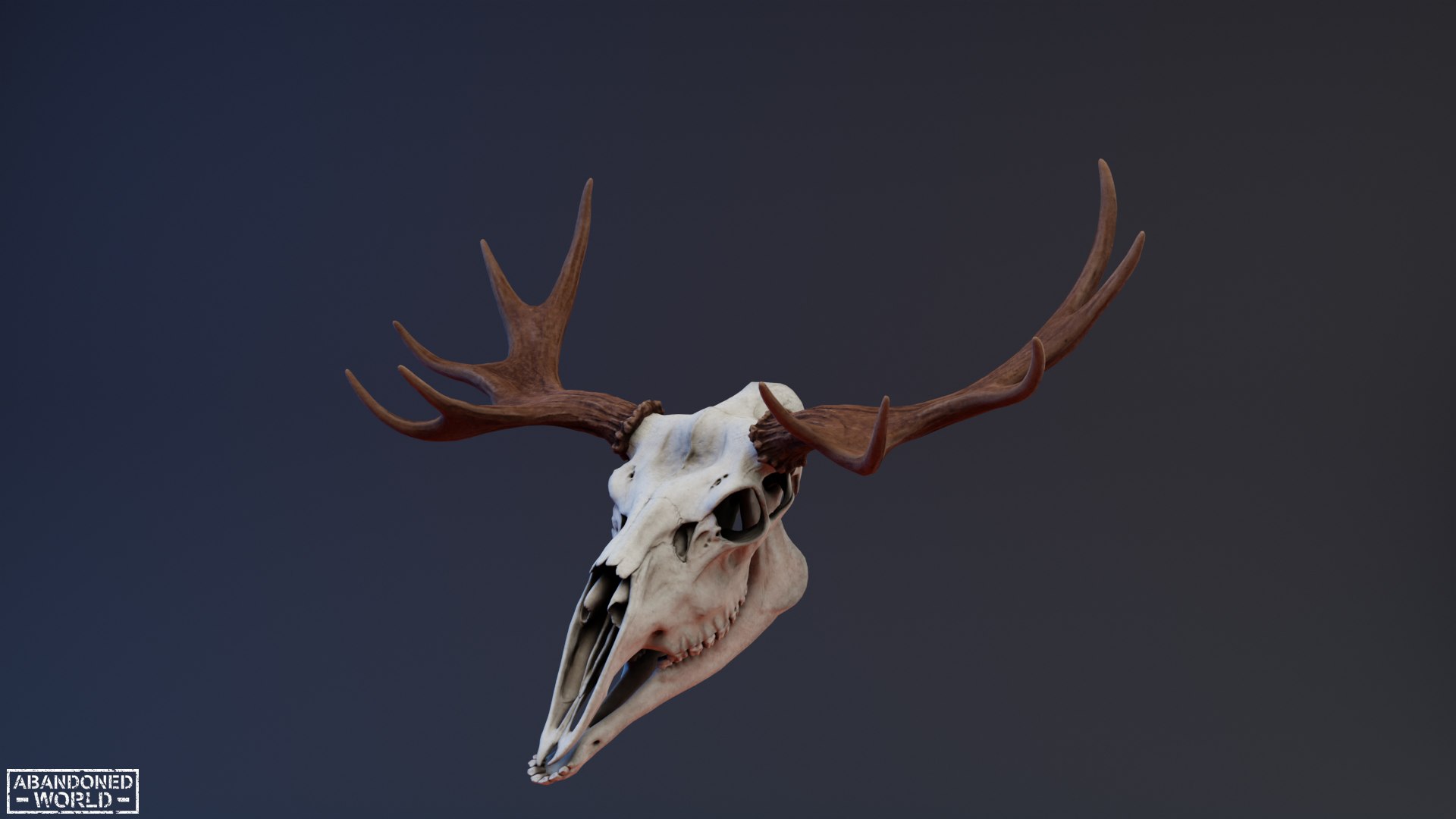 3D Moose Skull Model - TurboSquid 2176601