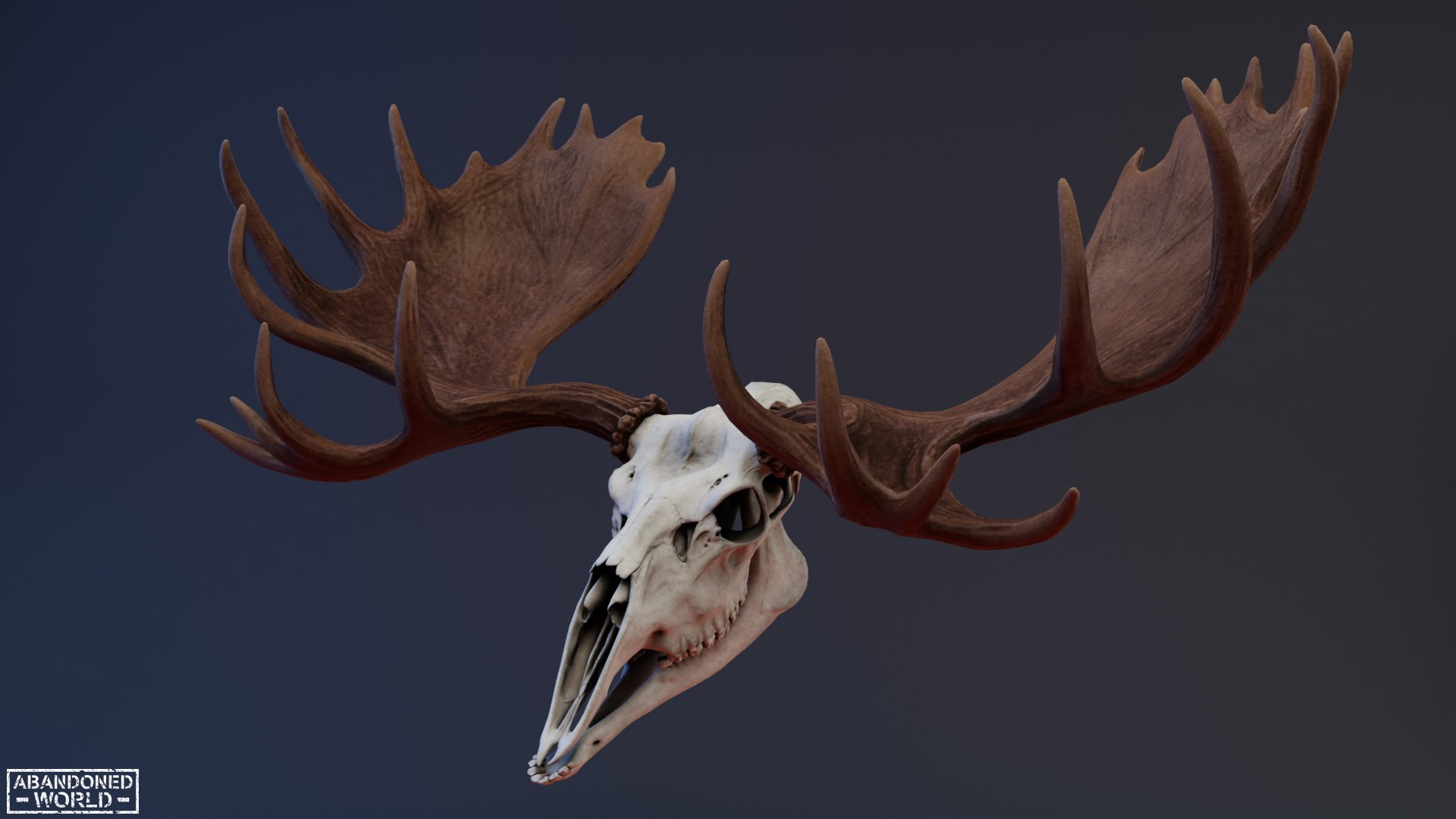 3D Moose Skull Model - TurboSquid 2176601