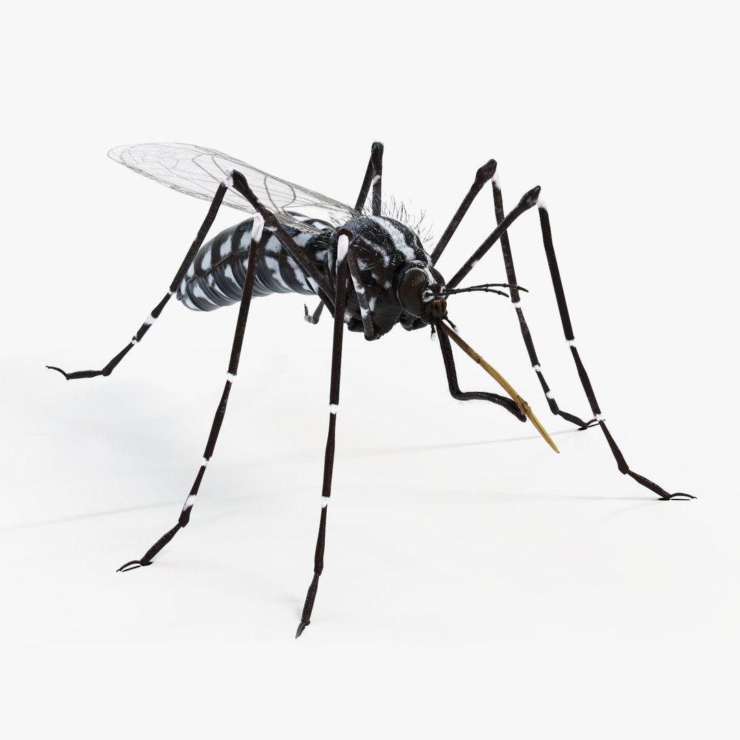 Mosquito Static 3D - TurboSquid 2068188