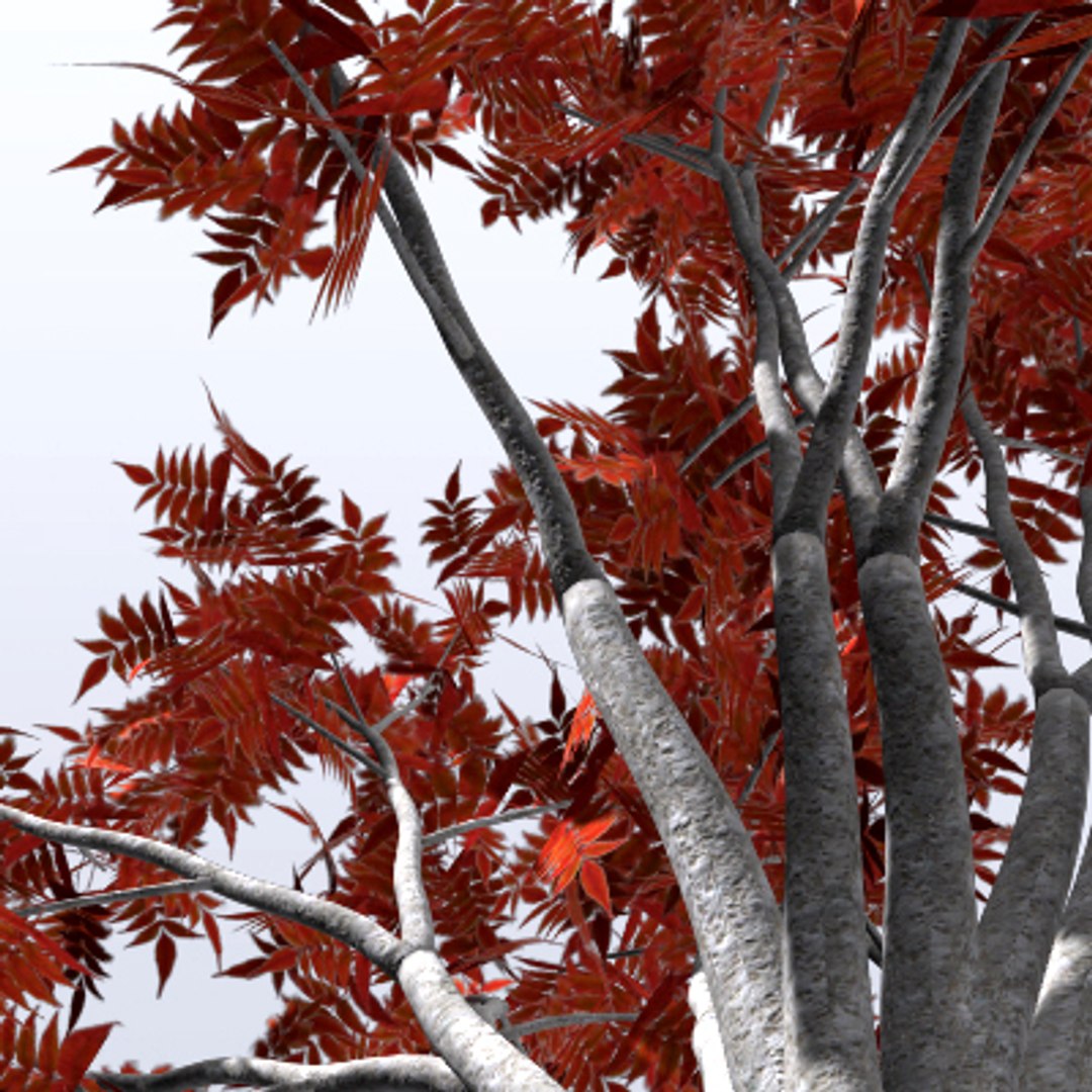 Maya Sumac Tree Leaf