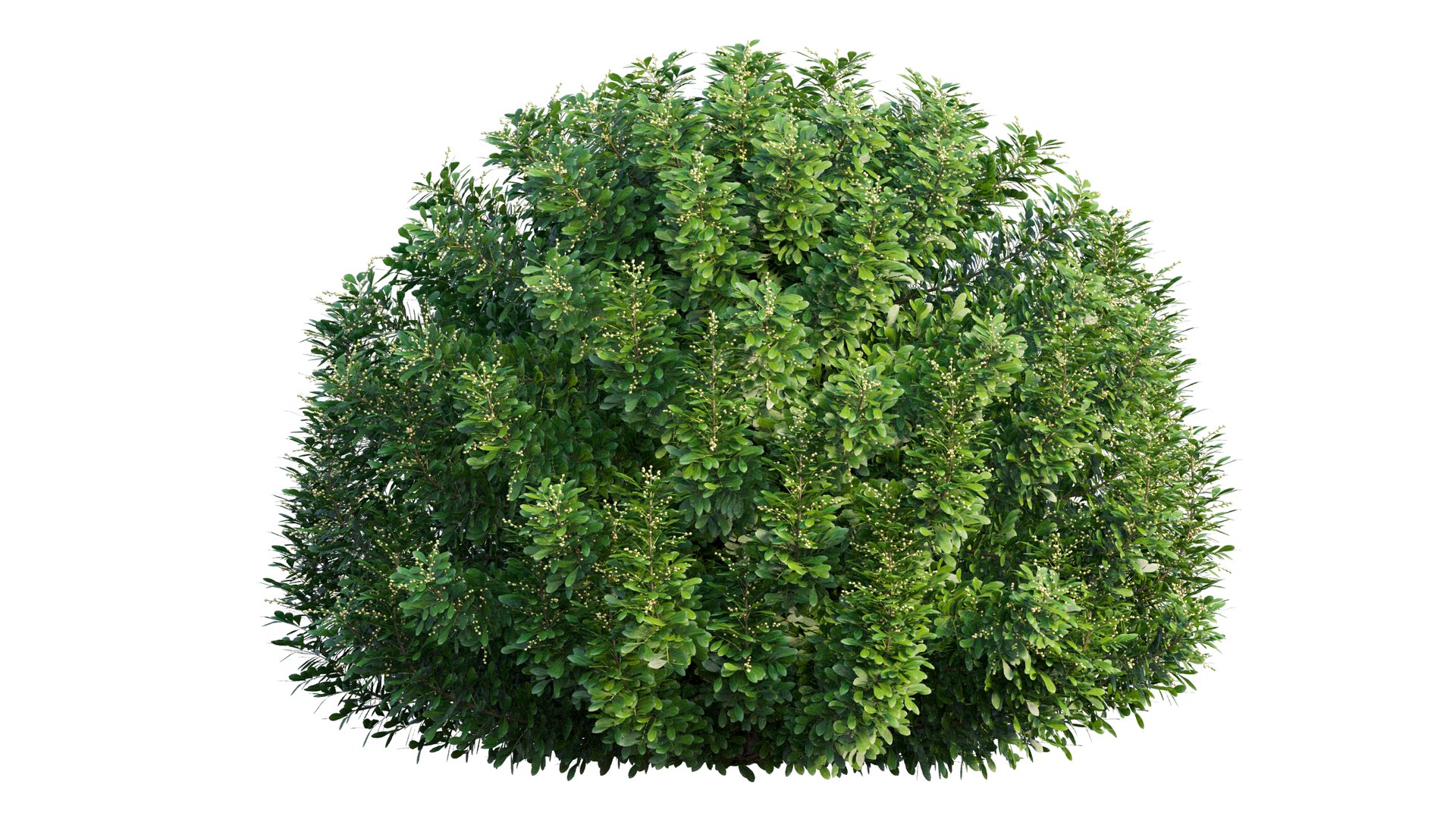 3D Model Aglaia Duperreana Plant Set 06 - TurboSquid 1837346