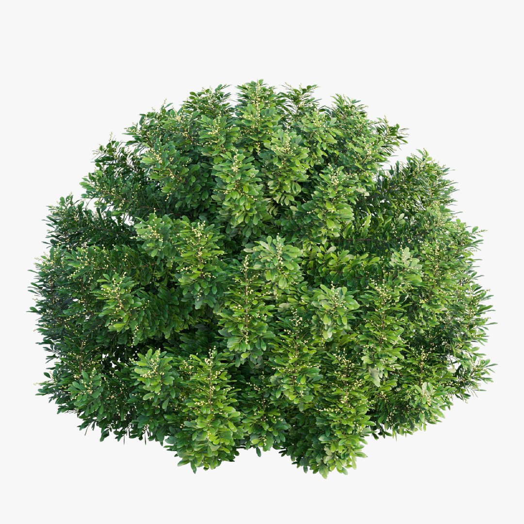 3D Model Aglaia Duperreana Plant Set 06 - TurboSquid 1837346