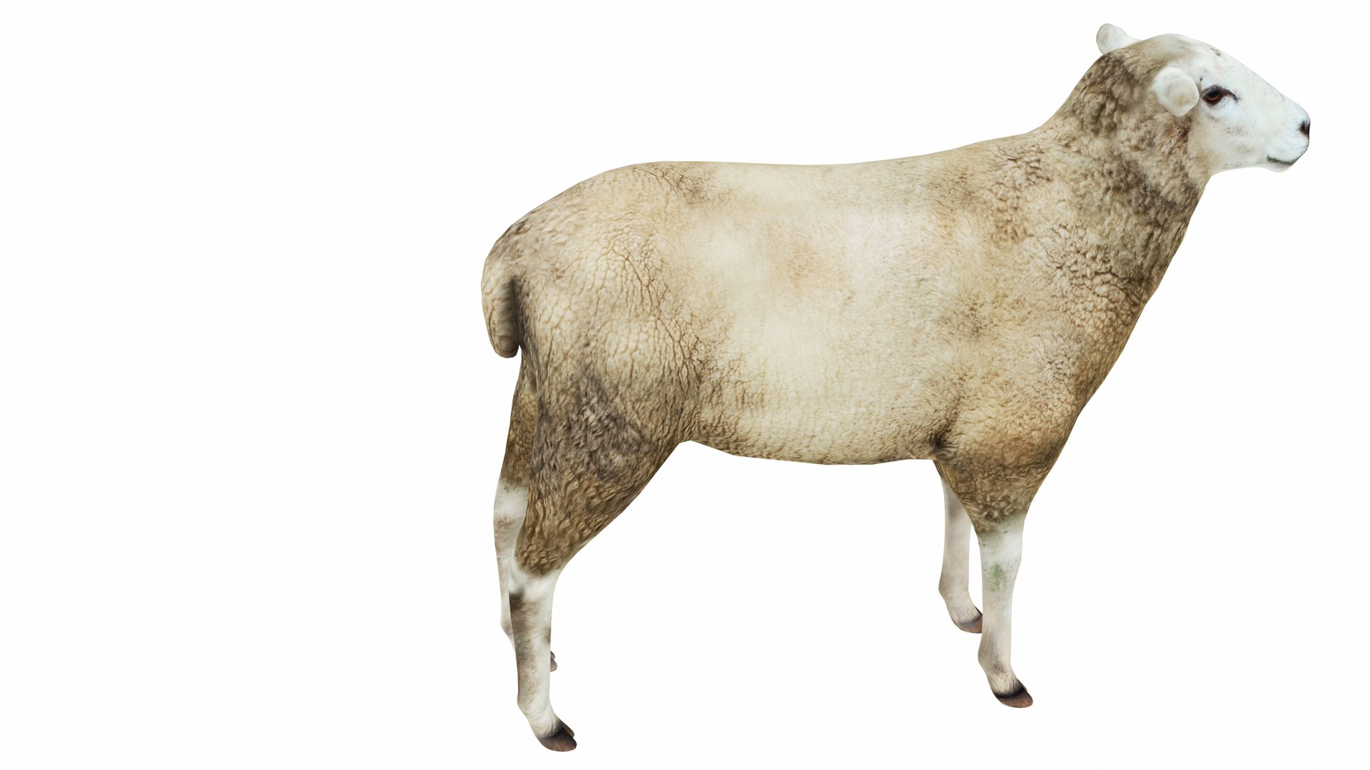 Sheep Ram And Lamb Collection 4 In 1 3D Model - TurboSquid 2343457