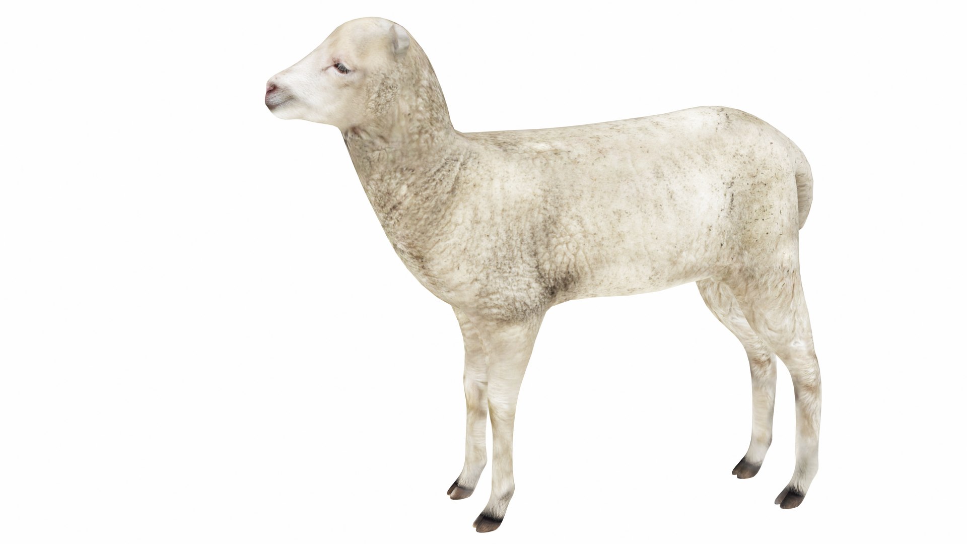Sheep Ram And Lamb Collection 4 In 1 3D Model - TurboSquid 2343457