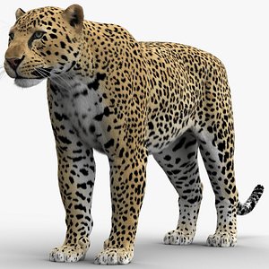 Leopard 3D Models for Download | TurboSquid