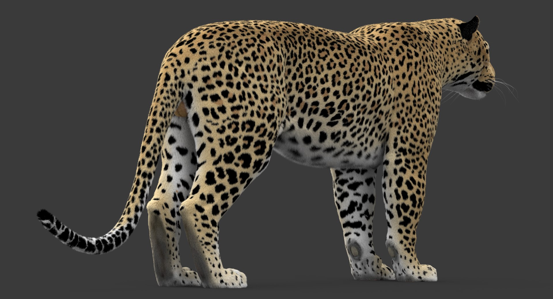 Leopard V2 Fur 3D - TurboSquid 2056534