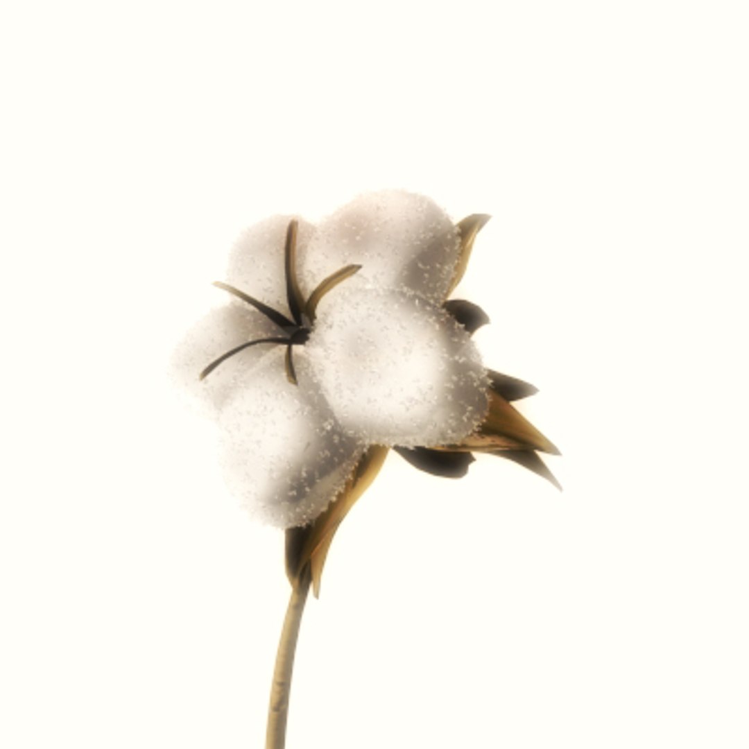 3d Model Cotton Stop Motion