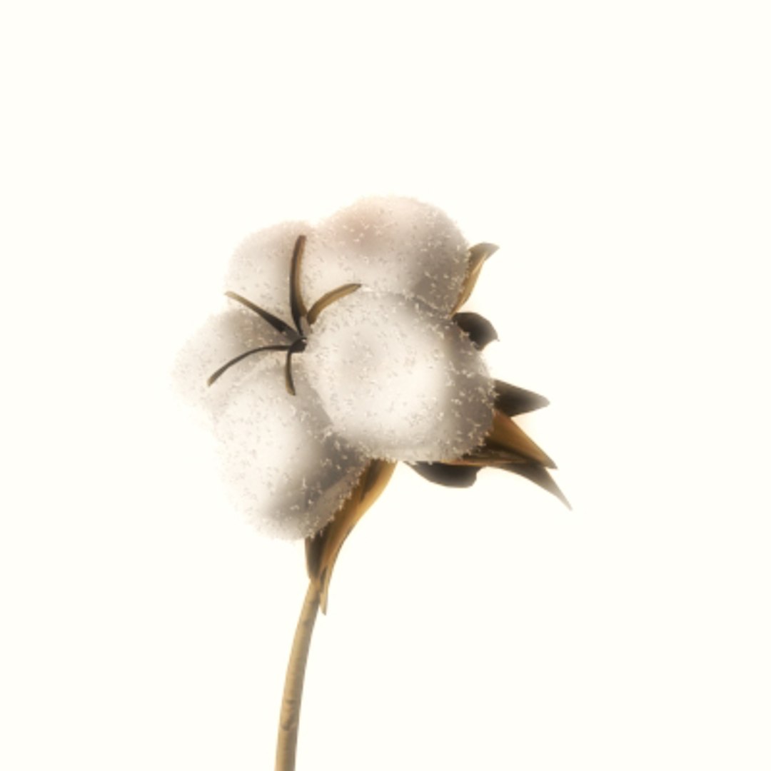 3d Model Cotton Stop Motion