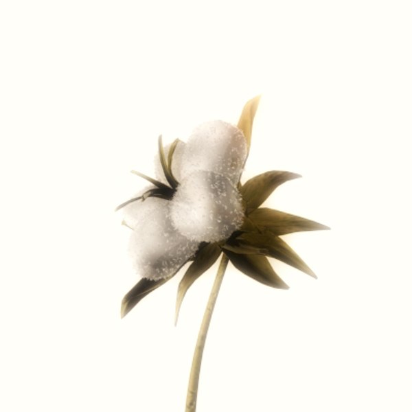 3d model cotton stop motion