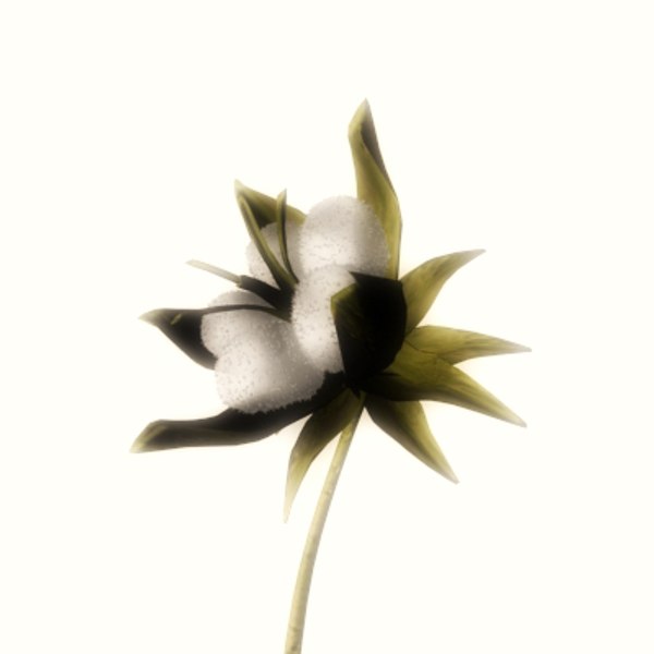 3d model cotton stop motion