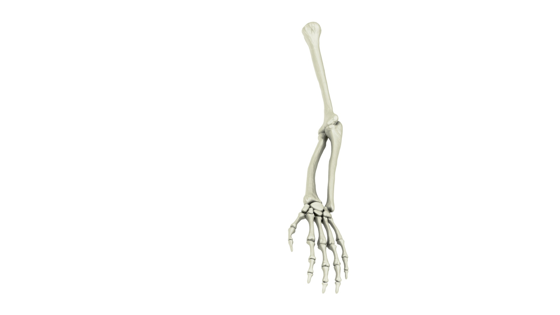 Hand Arm 3D Model - TurboSquid 1461218