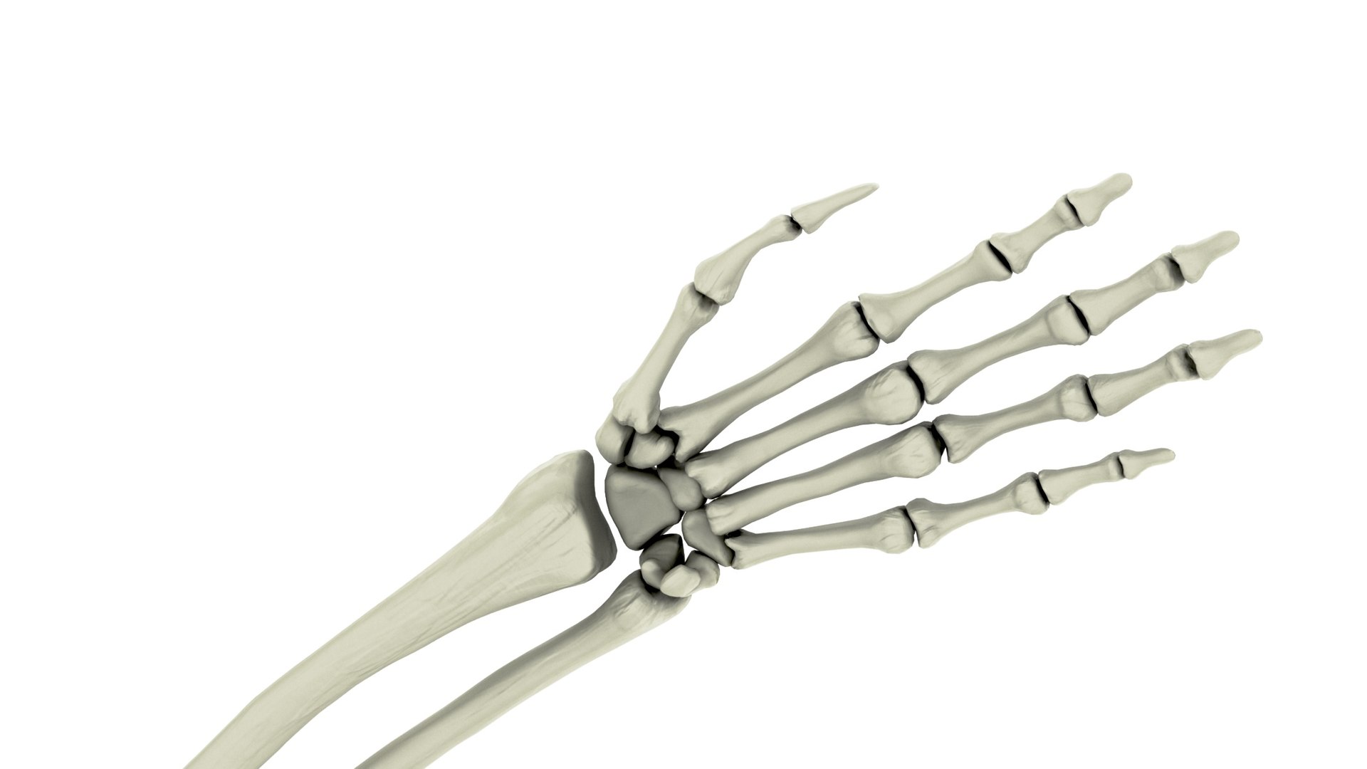 Hand Arm 3D Model - TurboSquid 1461218