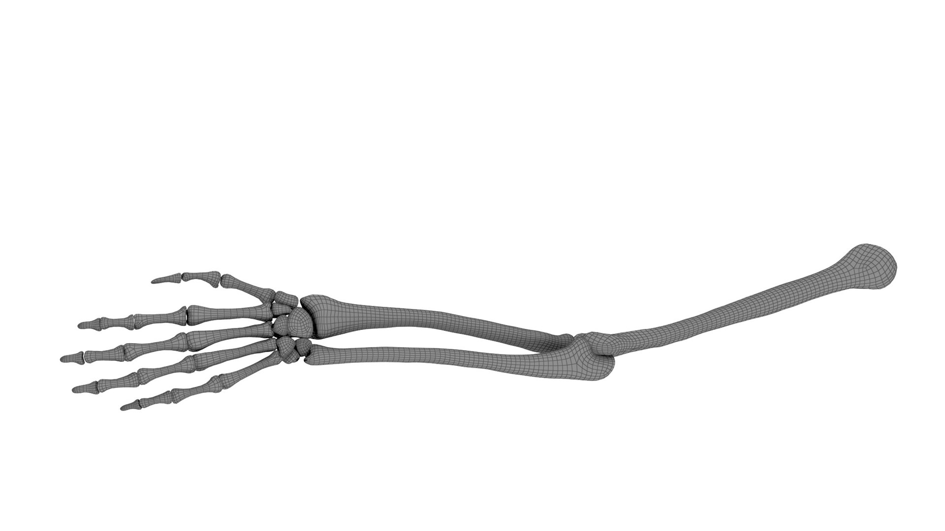 Hand Arm 3D Model - TurboSquid 1461218