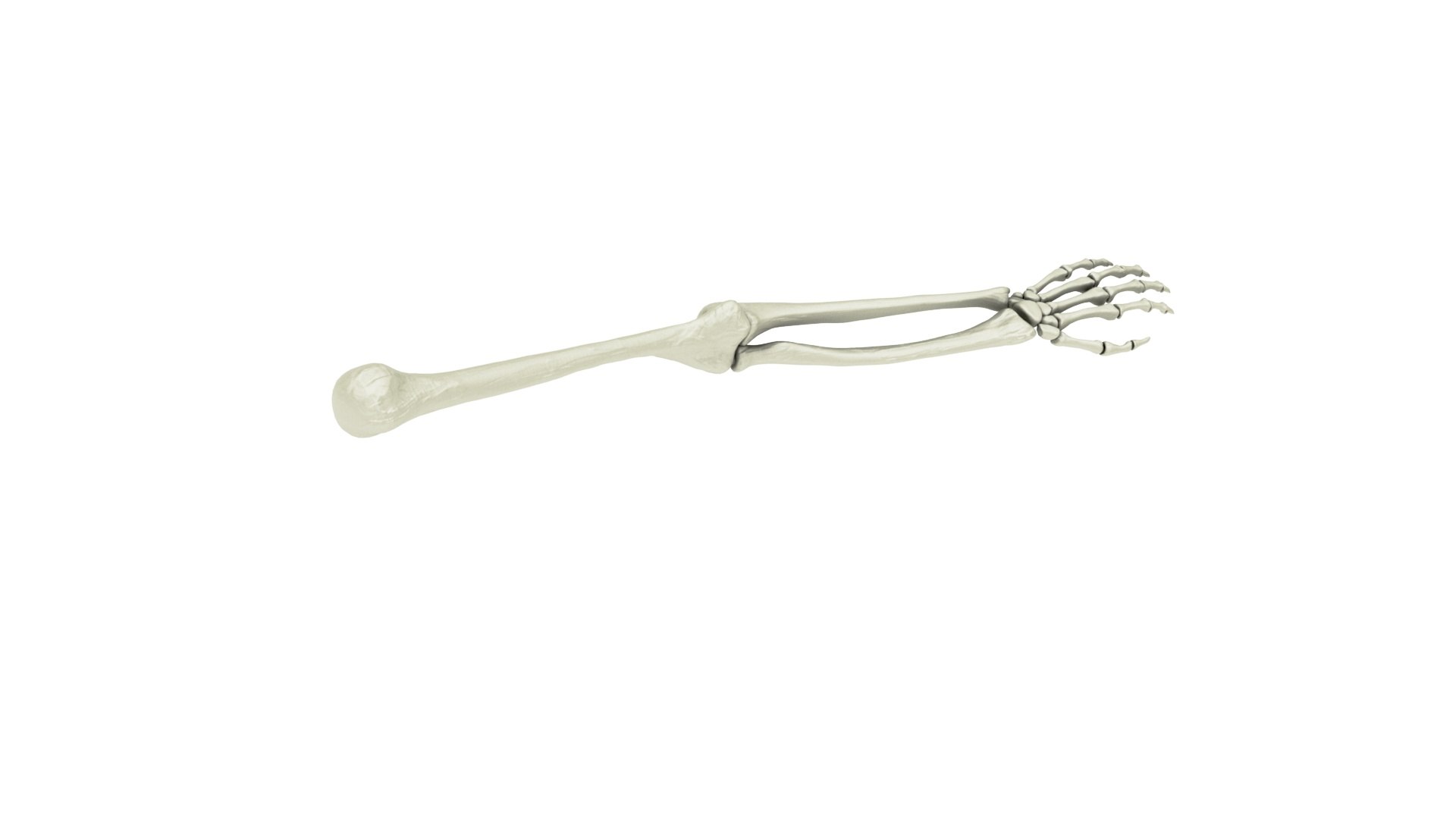 Hand Arm 3D Model - TurboSquid 1461218
