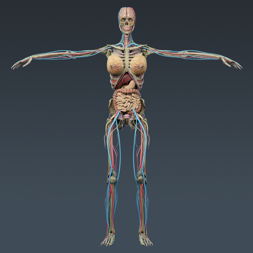 modelo 3d Anatomía humana masculina y femenina: cuerpo, esqueleto y ...