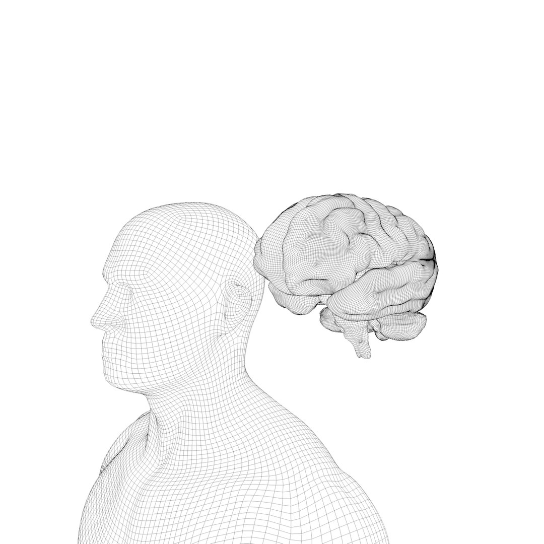 Human brain anatomy 3D model - TurboSquid 1509177