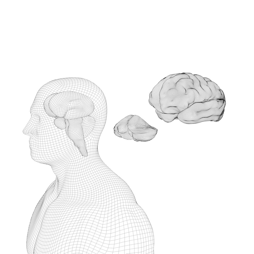 Human brain anatomy 3D model - TurboSquid 1509177