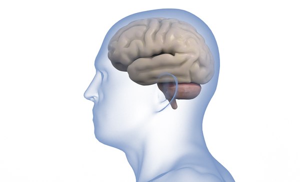 Brain Stem 3D Models for Download | TurboSquid