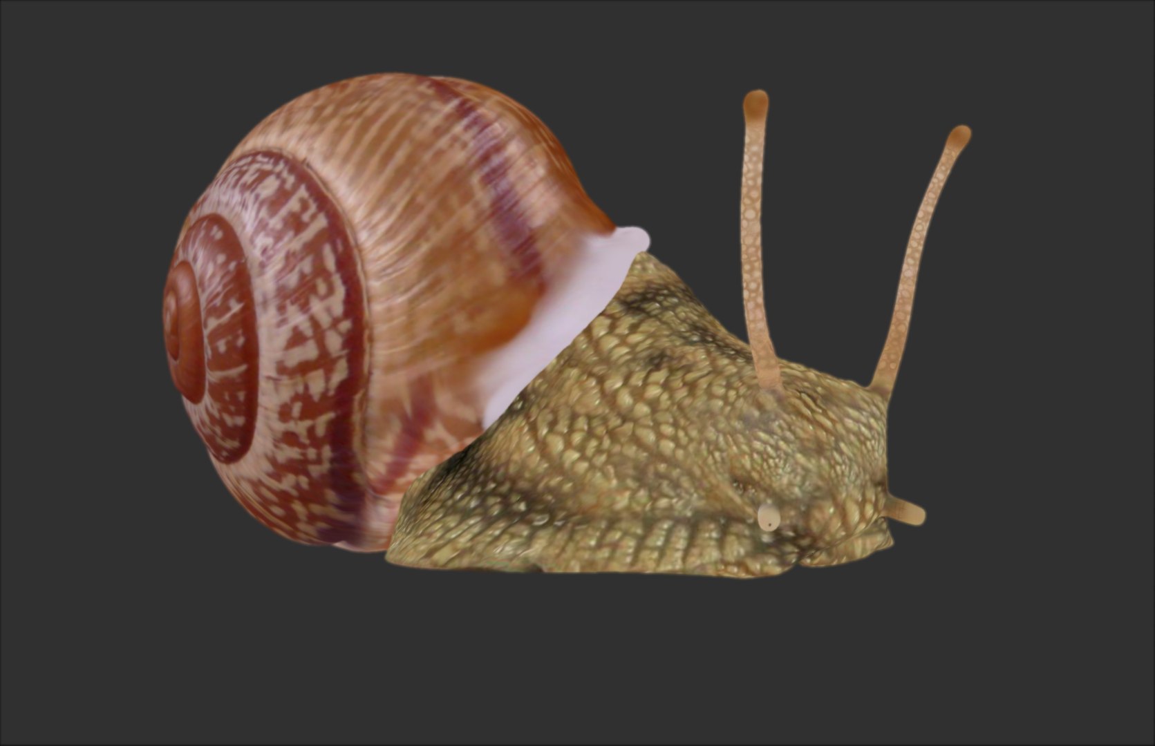 3D Model Snail - TurboSquid 1257027