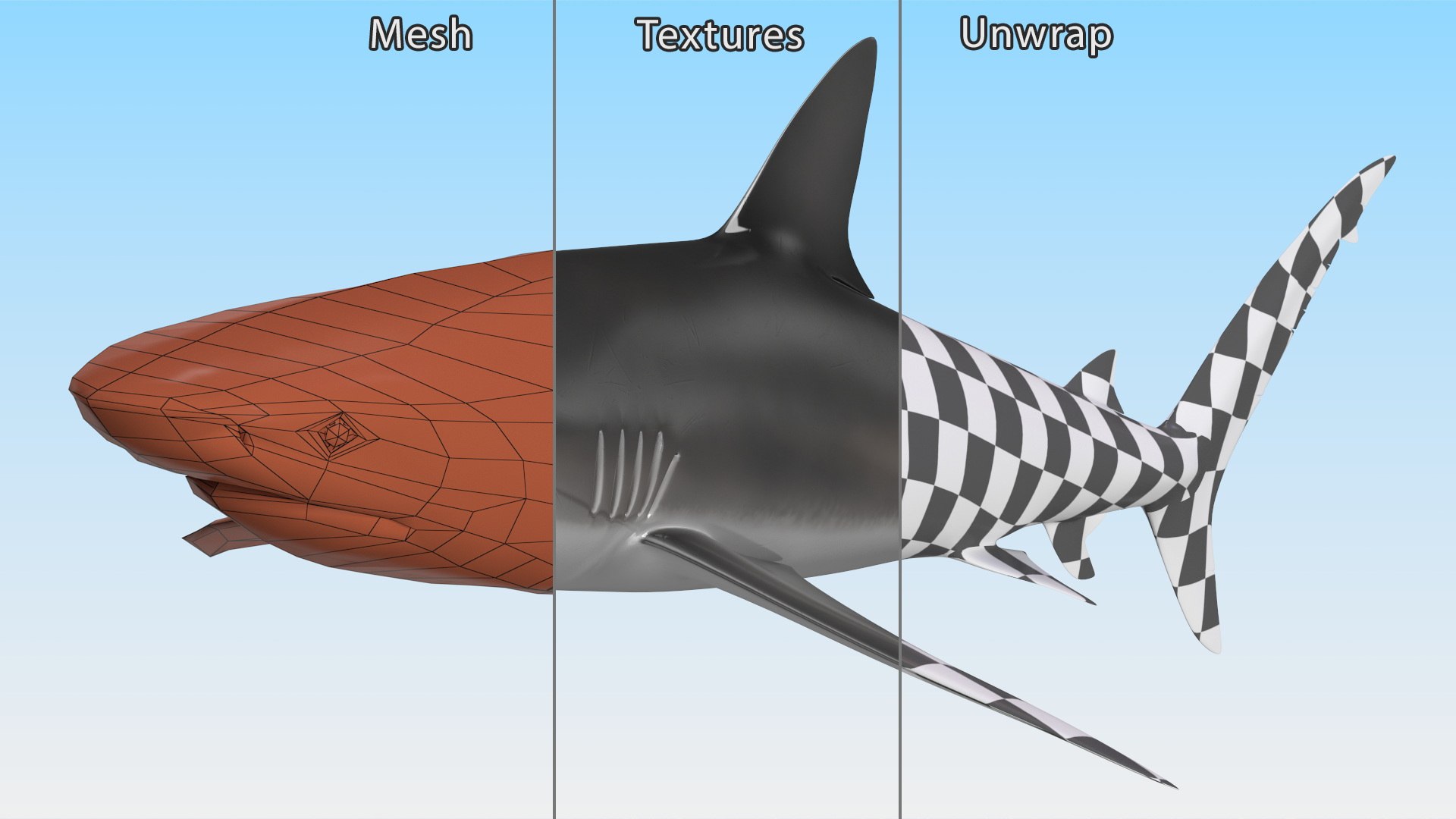 3D Realistic Dusky Shark Rigged - TurboSquid 2264736