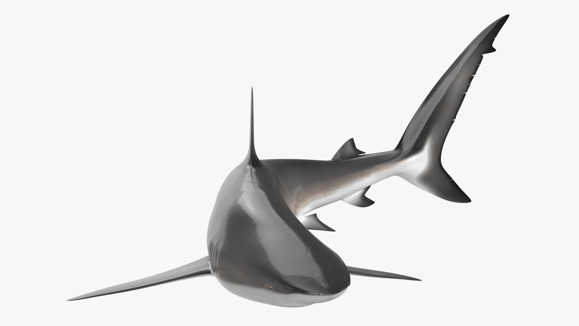 3D Realistic Dusky Shark Rigged - TurboSquid 2264736