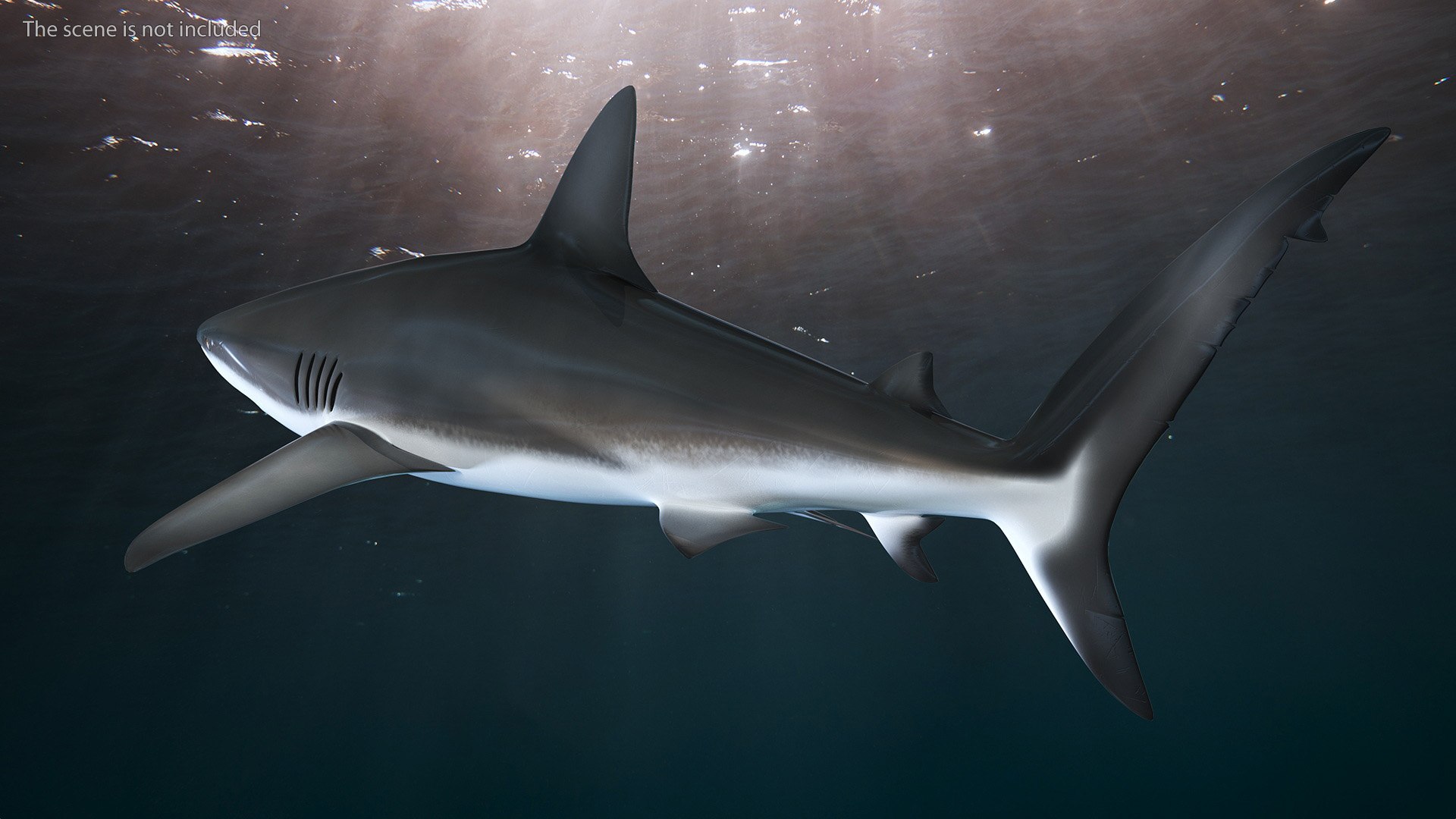3D Realistic Dusky Shark Rigged - TurboSquid 2264736