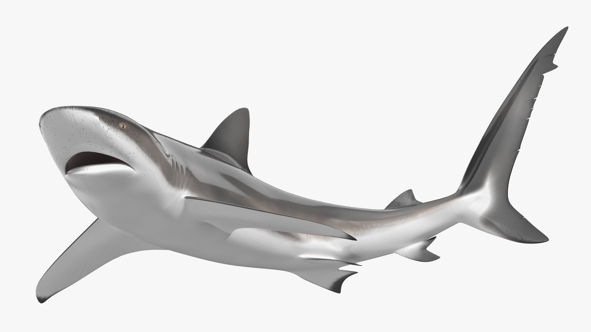 3D Realistic Dusky Shark Rigged - TurboSquid 2264736