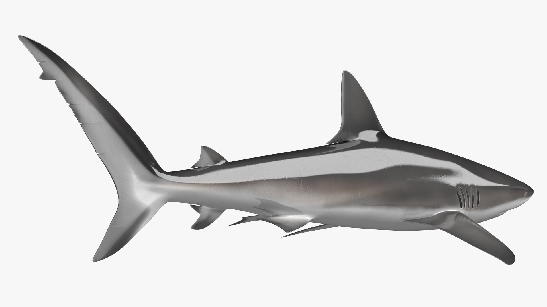 3D Realistic Dusky Shark Rigged - TurboSquid 2264736