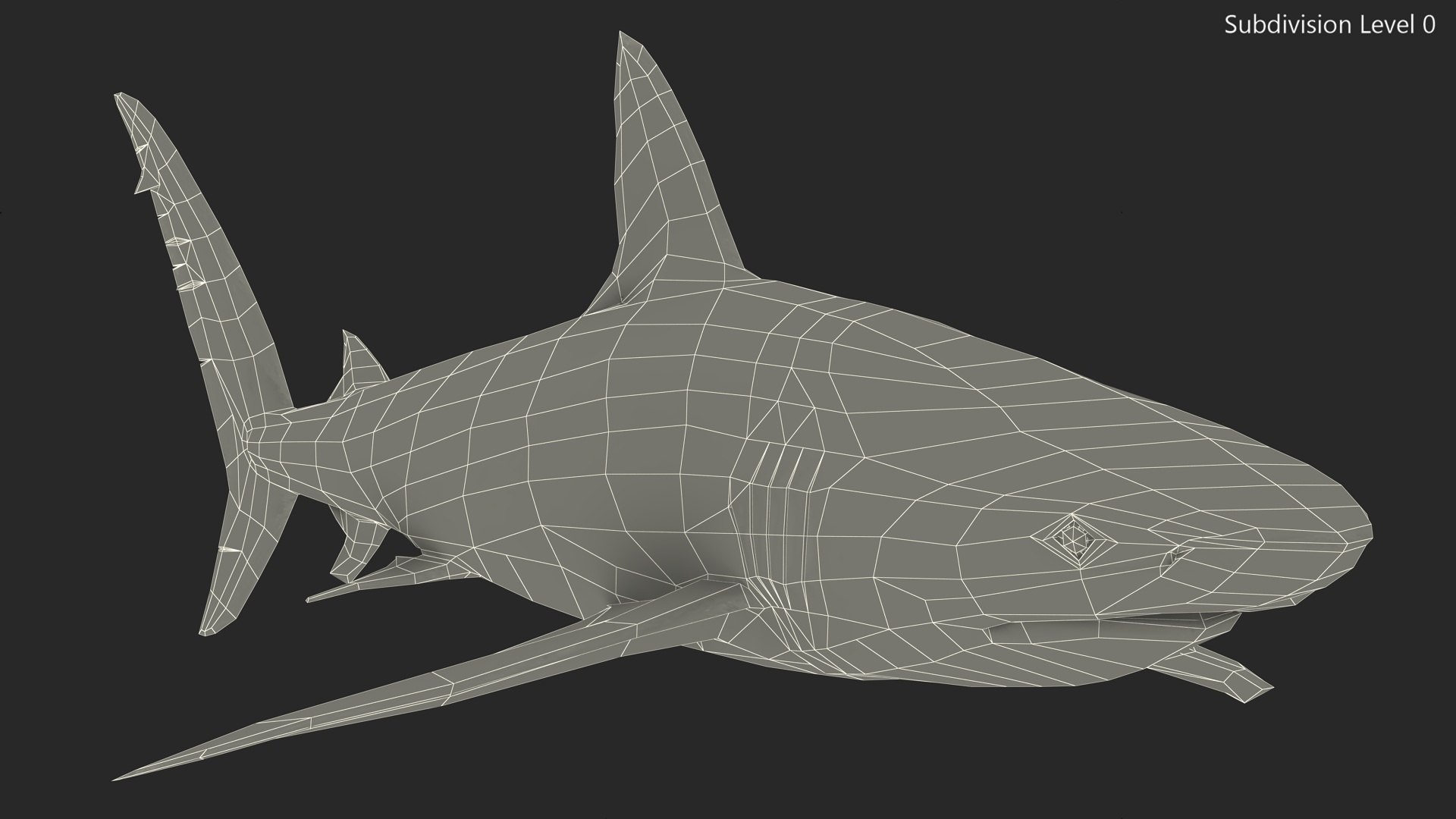 3D Realistic Dusky Shark Rigged - TurboSquid 2264736