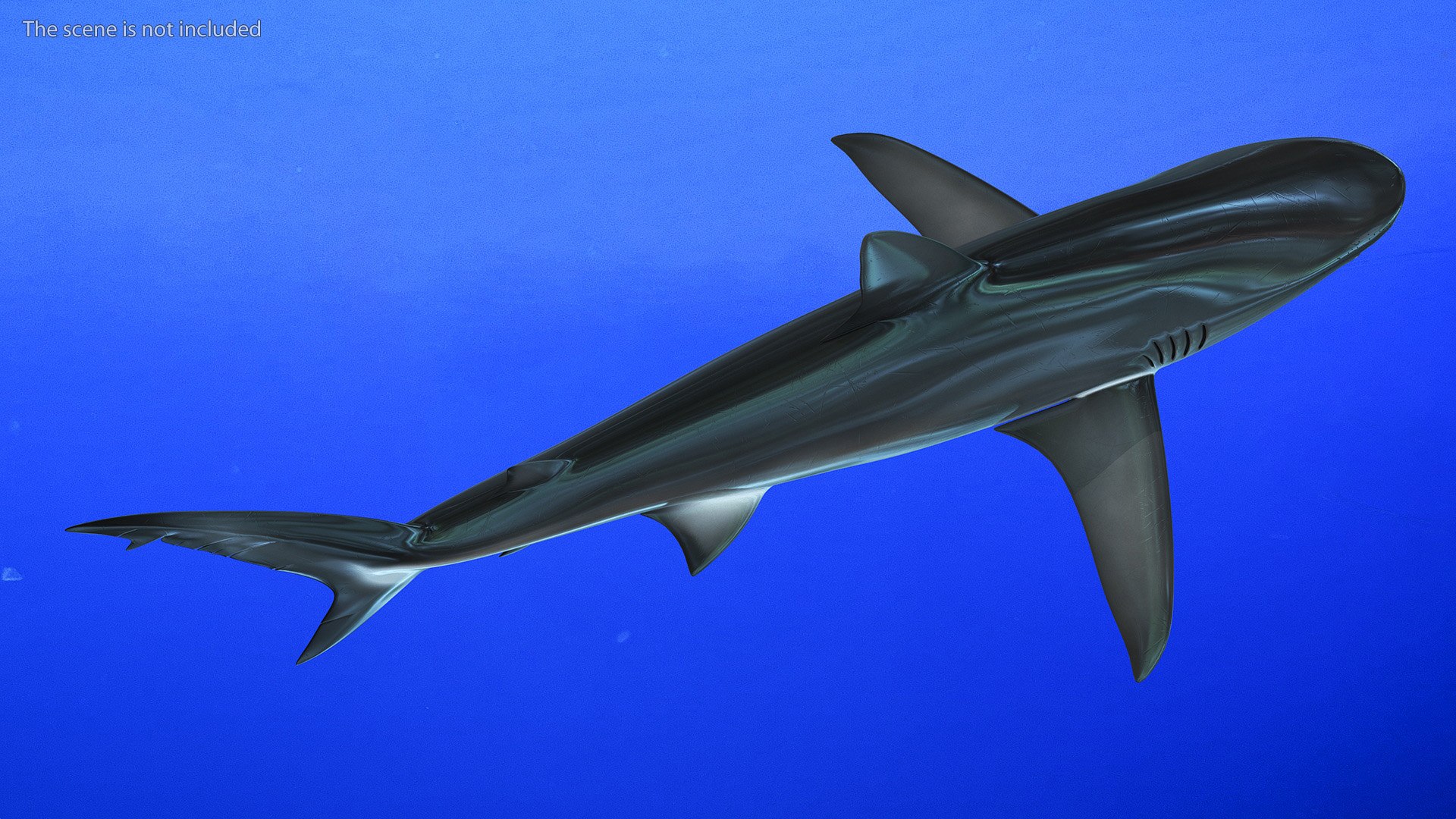 3D Realistic Dusky Shark Rigged - TurboSquid 2264736
