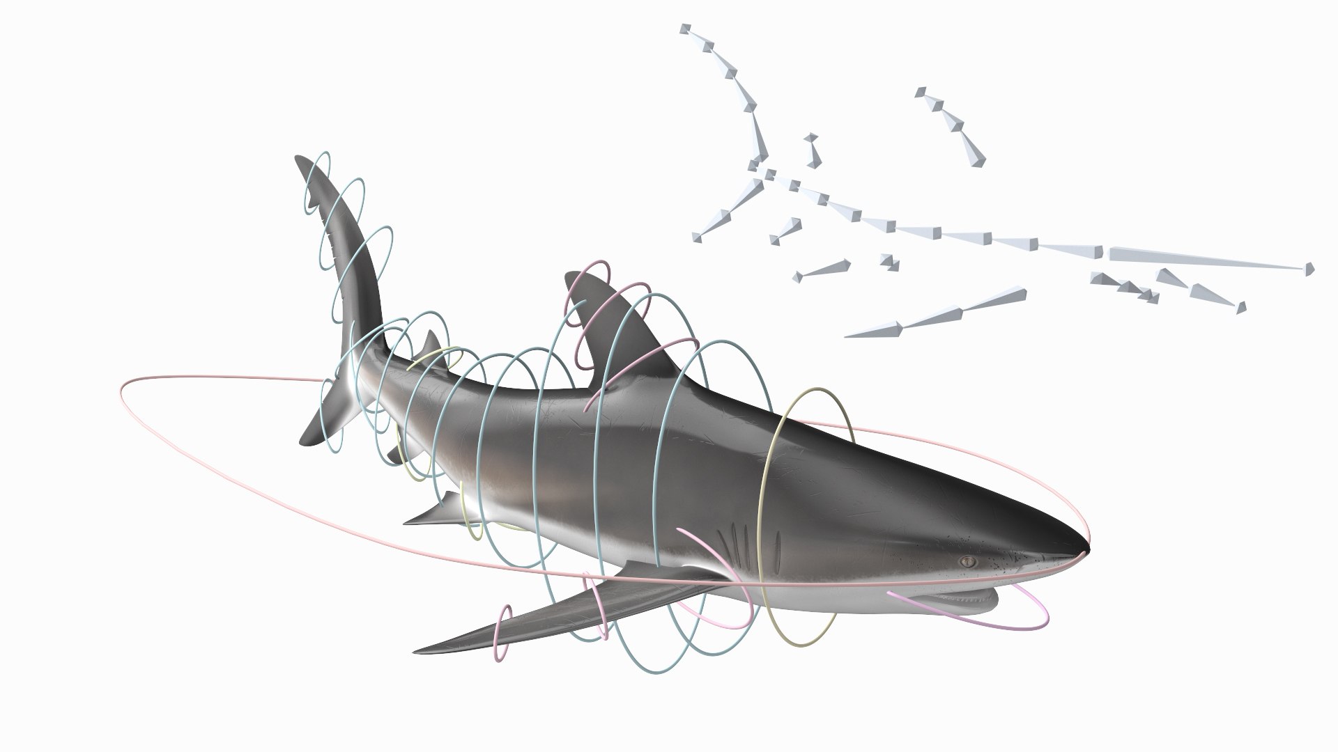 3D Realistic Dusky Shark Rigged - TurboSquid 2264736