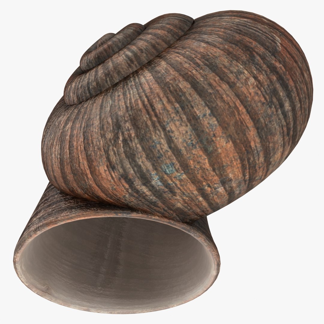3d Snail Shell Model
