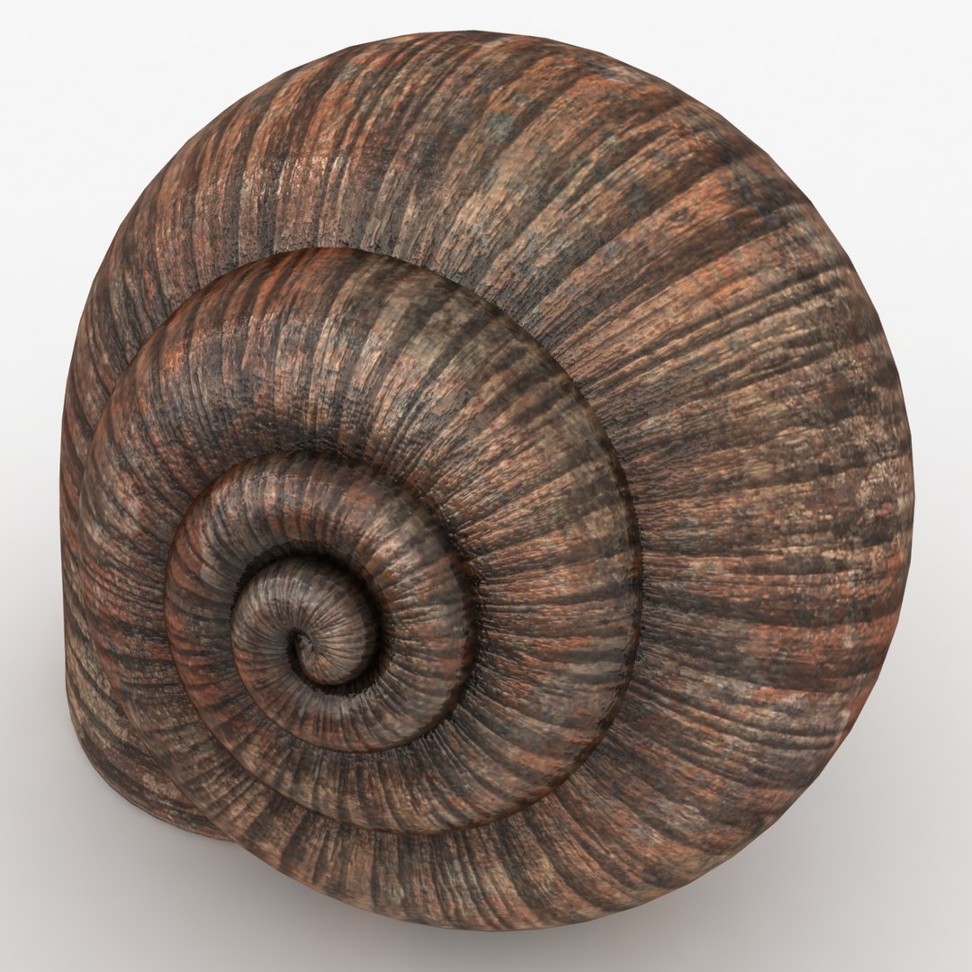 3d Snail Shell Model
