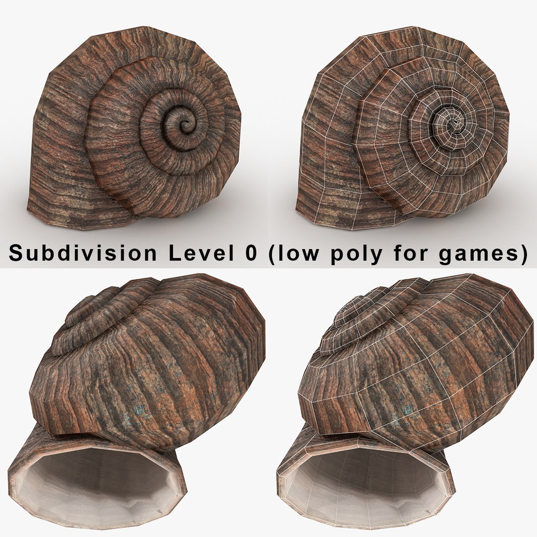 3d Snail Shell Model