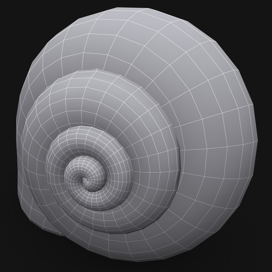 3d Snail Shell Model
