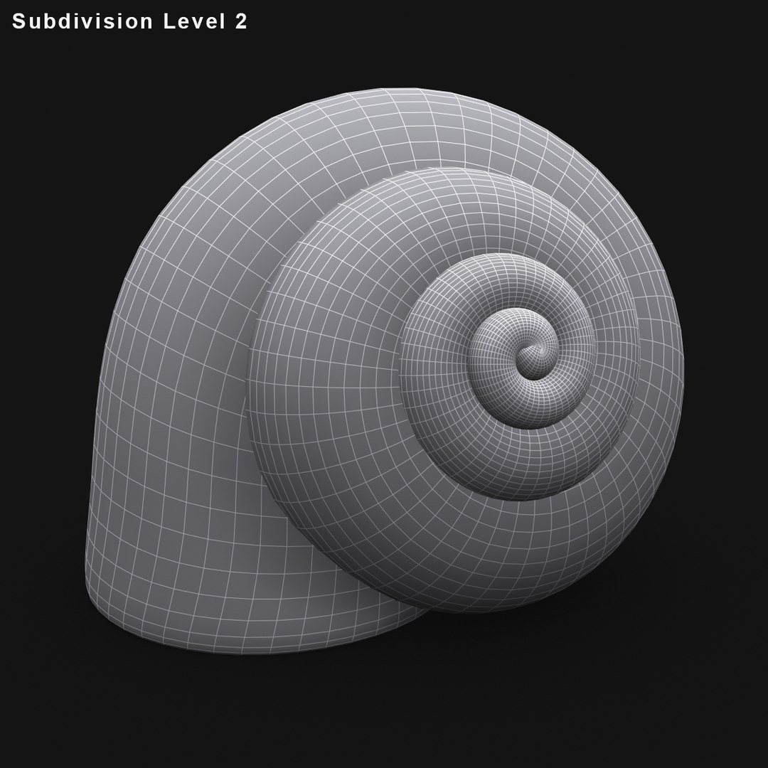 3d Snail Shell Model