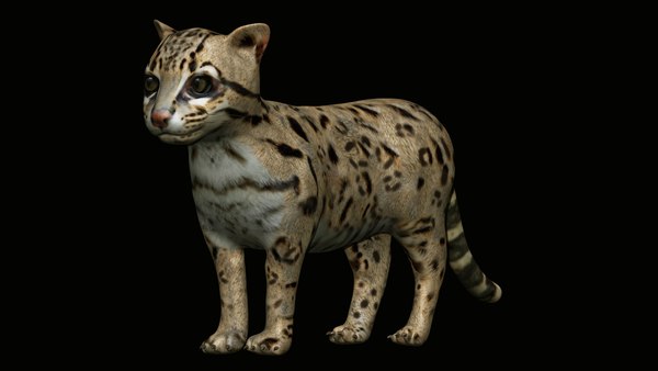 Fully rigged ocelot 3D model - TurboSquid 1705339