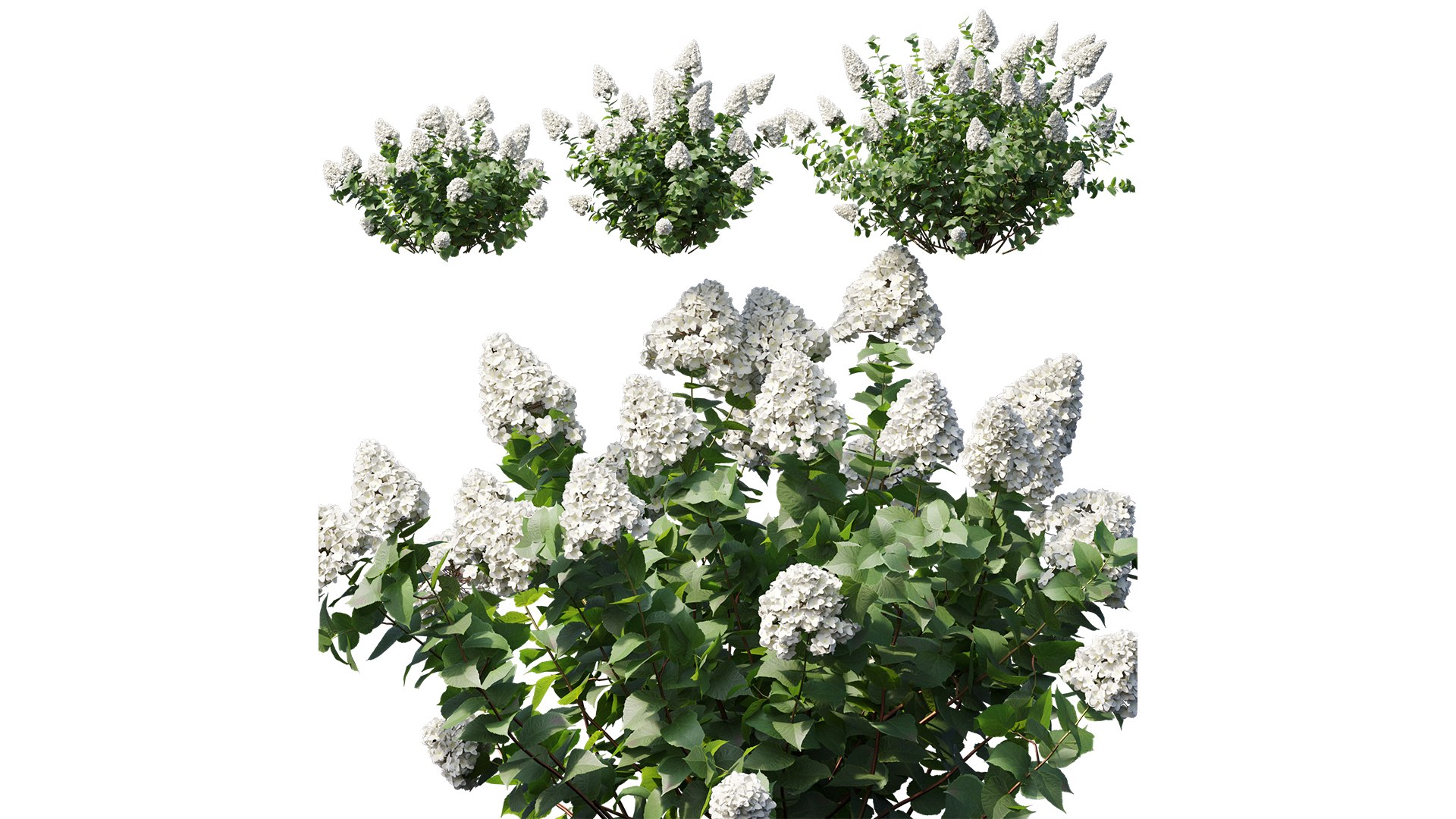 Hydrangea 04 3D - TurboSquid 1787859