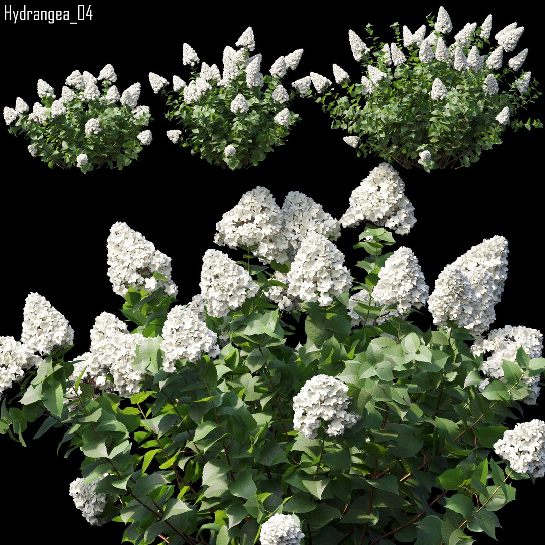 Hydrangea 04 3D - TurboSquid 1787859